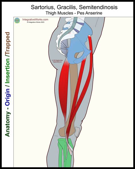 Gracilis Functional Anatomy Integrative Works