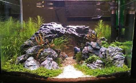 How To Layer Aquarium Substrate For A Thriving Tank Gothic Futurism