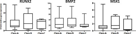 RUNX2 BMP2 And MSX1 Relative Gene Expression According To Winter S Download Scientific
