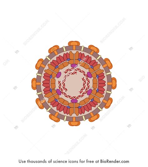 Free Phi 6 Bacteriophage Cross Section Icons Symbols Images