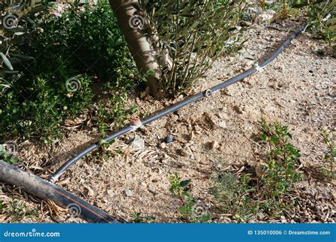 Drip Irrigation System Stock Photo Image Of Farm Growth