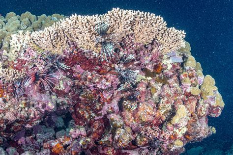 Dsc 4170  Pascal Thomas Flickr