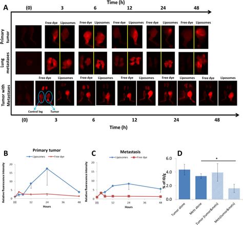 Nanoparticles Accumulate In Primary Tumors And Lung Metastasis 24 H