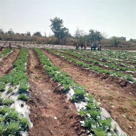 Sack Farming Home Farmvilla Agro Resources Centre