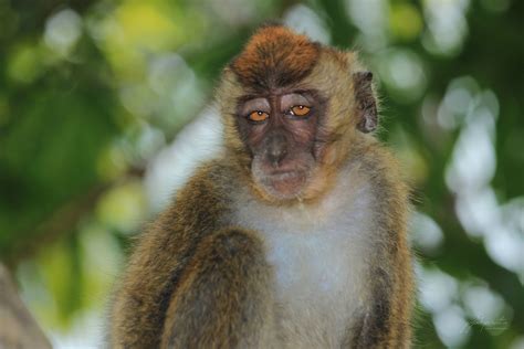 Philippine Long Tailed Macaque