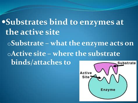Enzymes Ppt Download