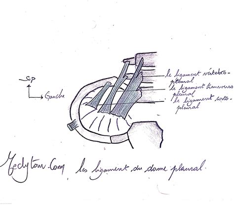 Les Ligaments Du Dome Pleural Hernie Hiatale Anatomie Thoracique