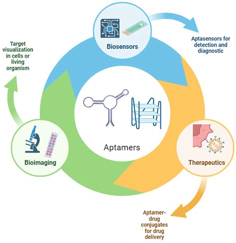 Recent Advances In Aptamer Based Biosensors For Bacterial Detection