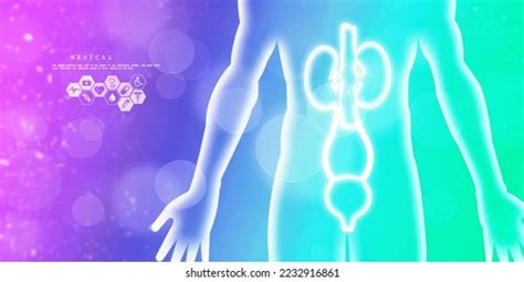 2d Illustration Human Excretory System Stock Illustration 2232916861