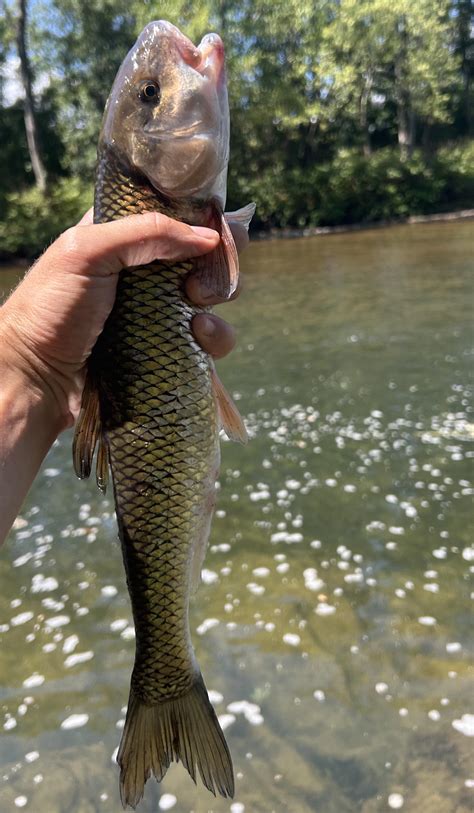 World Record Creek Chub