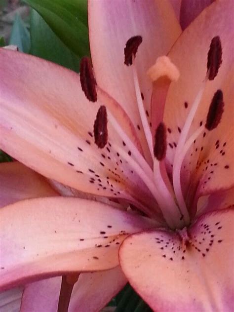 Lily Love The Color Plants Fruit Lily