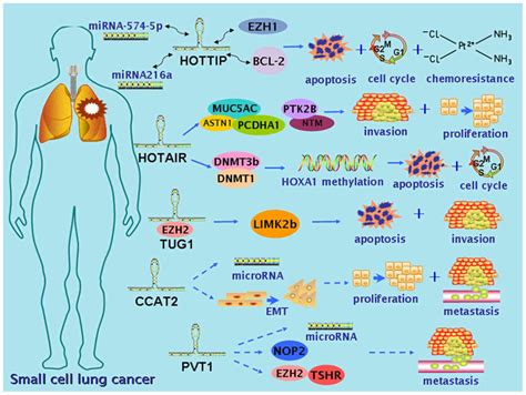 Long Non‑coding Rnas In Small Cell Lung Cancer A Potential Opening To