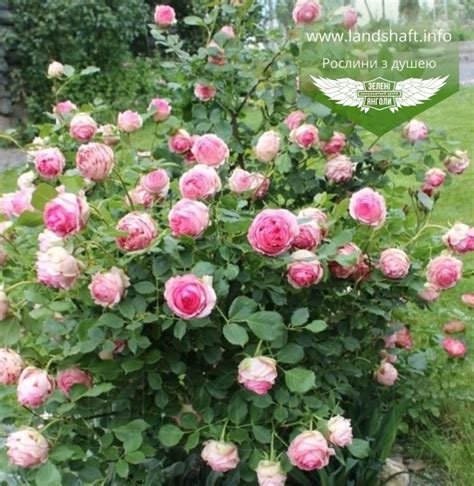 Rosa First Lady Роза шраб Ферст Леди