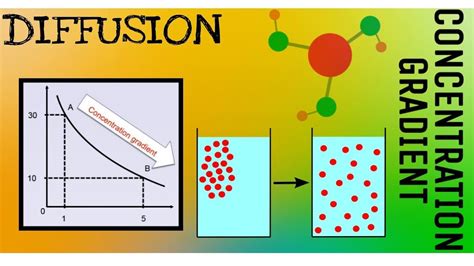 How Does Diffusion Occur