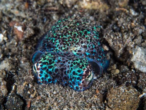 Bobtail Squid On Black Sand Stock Image Image Of Decapodiformes Lesser 103418973