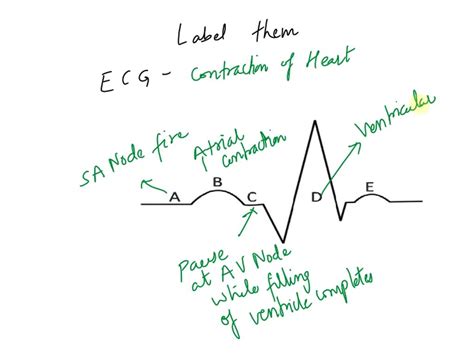 Solved Part B Secretion And Flow Of Tears Drag And Drop The Correct