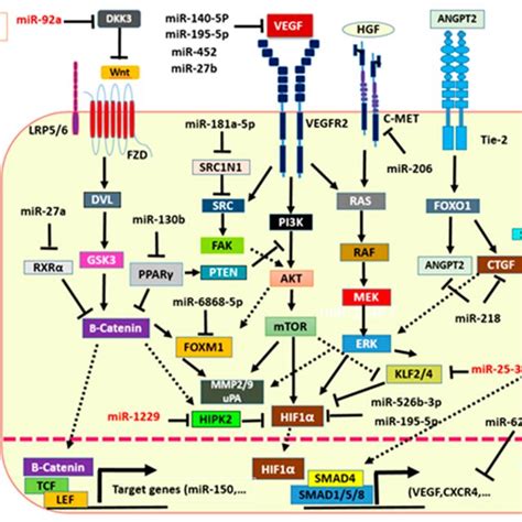 Mirnas Are Critical Mediators In Crc Angiogenesis A Communication Download Scientific