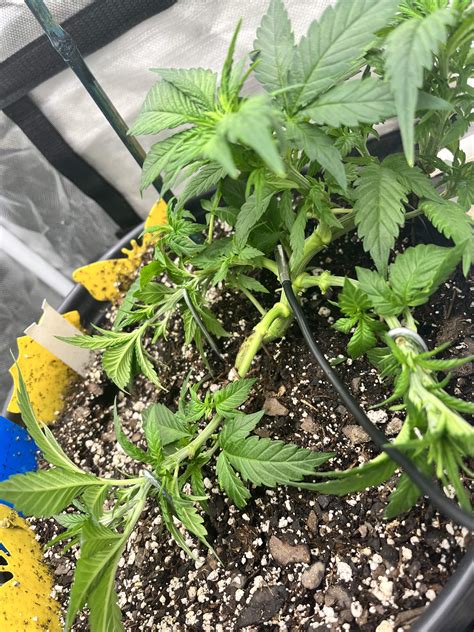Sex Of Plant Grow Question By Aloelover Growdiaries