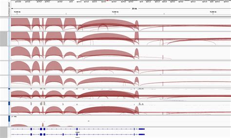 SMN1 SMN2 Issue 244 Xinglab Rmats Turbo GitHub