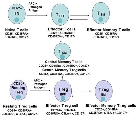 Cancers Free Full Text Different Subsets Of T Cells Memory Effector Functions And Car T