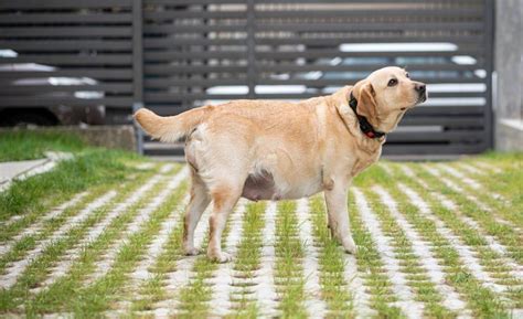 How To Tell If Your Dog Is Pregnant