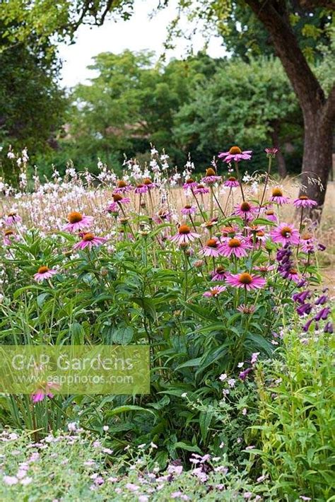 Planting Combination Of Echinacea Purpurea Magnus Coneflower With
