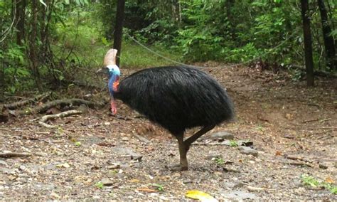 Most Dangerous Bird In World Kills Us Owner