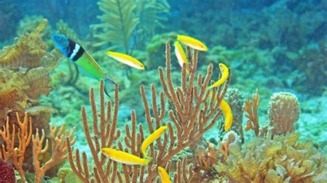 How Some Fish Undergo Sex Changes Spontaneously CBC News