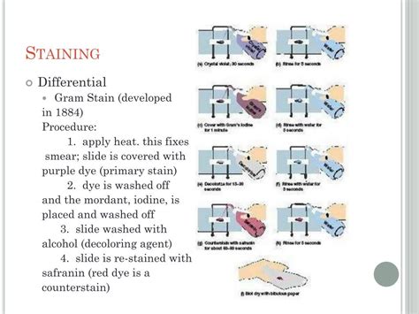 PPT Staining Microorganisms PowerPoint Presentation Free Download ID