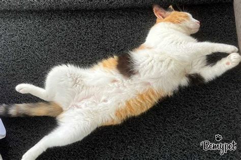 고양이 만세 자세 왜 이러고 자는 걸까 비마이펫 라이프