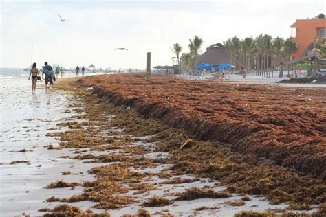 Sargassum For Dummies Sargassum Monitoring