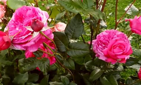 Як за допомогою звичайного лушпиння цибулі добитися рясного цвітіння троянд Читайте на Ukr Net