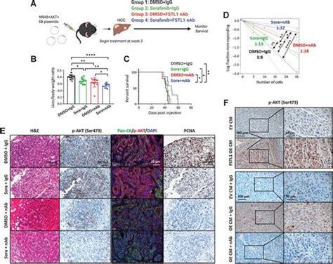 Fstl1 Secreted By Activated Fibroblasts Promotes Hepatocellular