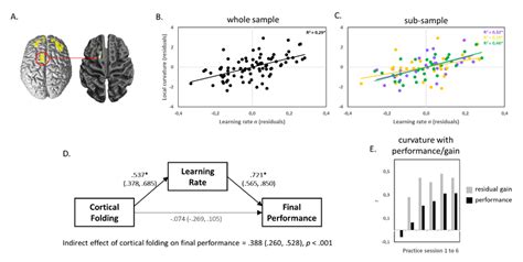 cortical folding predicts learning in regions undergoing download