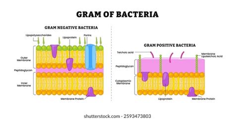 Bacilli Bacteria Diagram Bacteria Definition Structure Diagram