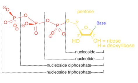 Fichas De Aprendizaje Dat Bio Bites Missed Questions Quizlet