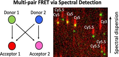 通过光谱分辨单分子检测进行多对福斯特共振能量转移 The Journal Of Physical Chemistry B X Mol