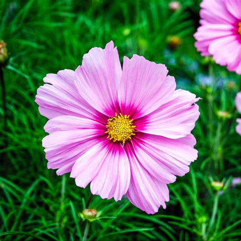 Cosmos Seeds Gloria Aasgardens