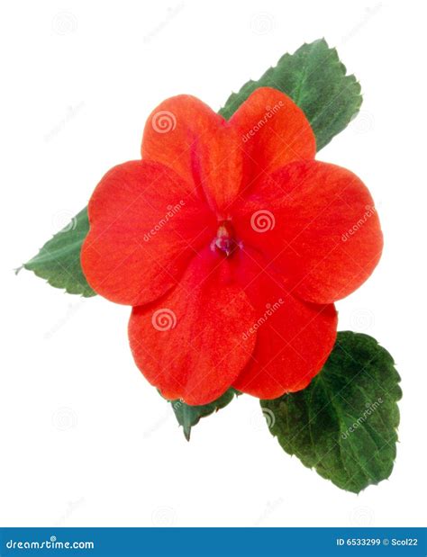 Impatiens Stock Image Image Of Impatiens Plant Isolated 6533299