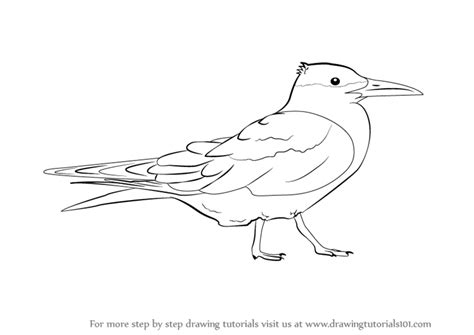 How To Draw A Tern Seabirds Step By Step