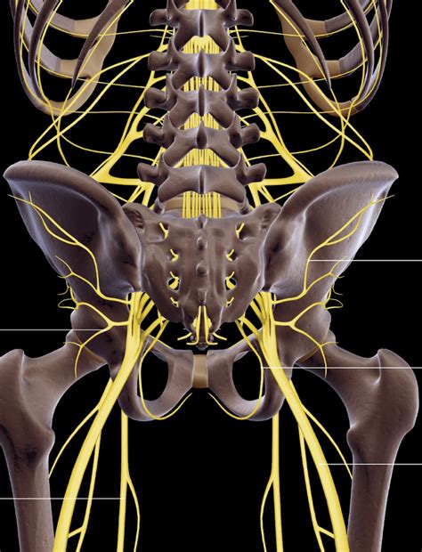 Ateliers Danatomie Et De Dissection Centre Ostéopathique Du Québec