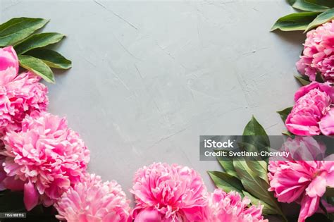 회색 콘크리트에 프레임으로 아름 다운 분홍색 모란 꽃 텍스트의 공간을 복사 합니다 평평한 누워 0명에 대한 스톡 사진 및 기타 이미지 Istock
