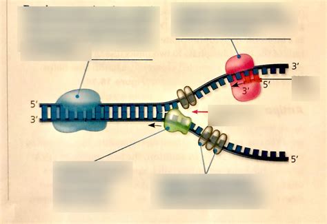 Replication Fork Diagram Quizlet