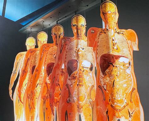 See Your Body In A New Light With Body Worlds Malories Adventures