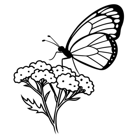 A Butterfly Is Extracting Nectar From A Yarrow Flower Illustration