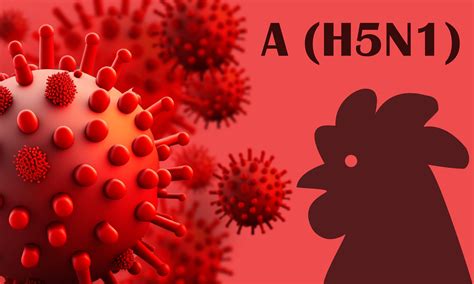 H5n1 Bird Flu Outbreak Current Ballgame Stellarix