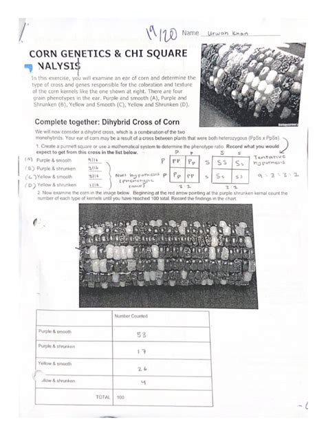Corn Genetics Chi Square Pdf