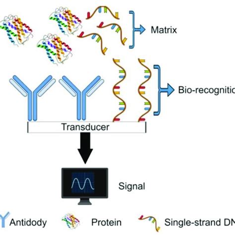 Schematic Diagram Of The Components Of A Biosensor Download