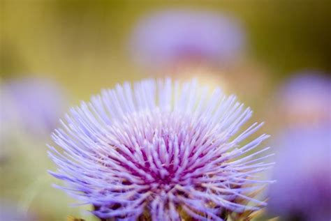 Free Image Of Purple Flower Of The Spiny Milk Thistle Freebiephotography
