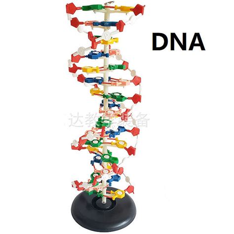 Dna Double Helix Structure Model 60cm Cm Cm Geneti Grandado